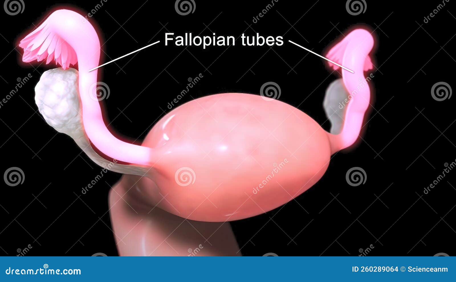Female Reproductive System Anatomy 3d Stock Illustration