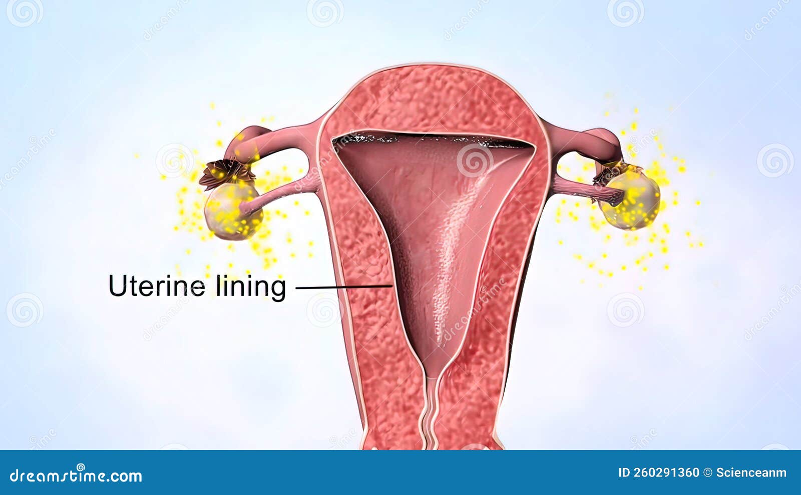 Female Reproductive System Anatomy. 3D Stock Illustration ... Female Reproductive System Anatomy. 3D Stock Illustration ...