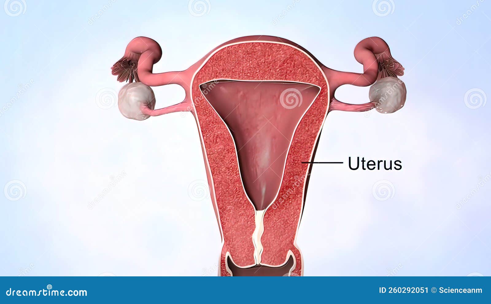 Female Reproductive System Anatomy. 3D Stock Illustration ... Female Reproductive System Anatomy. 3D Stock Illustration ...
