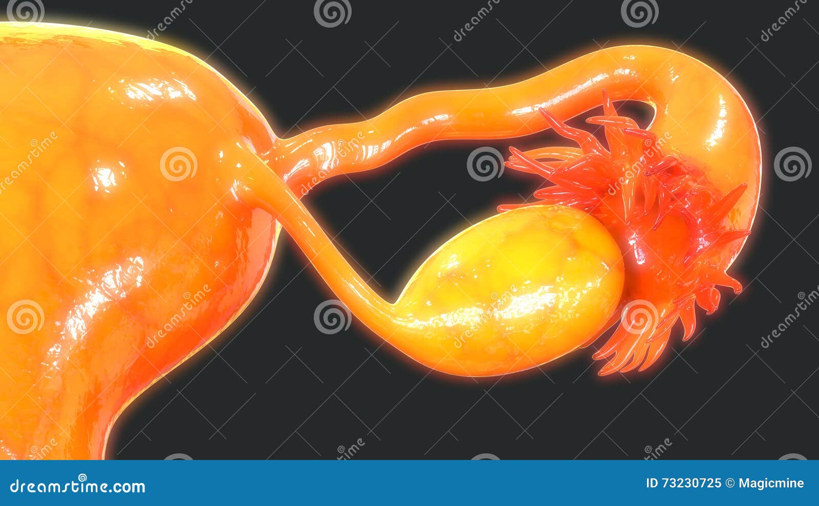 Anatomy Female Reproductive System Cross Section Stock Image