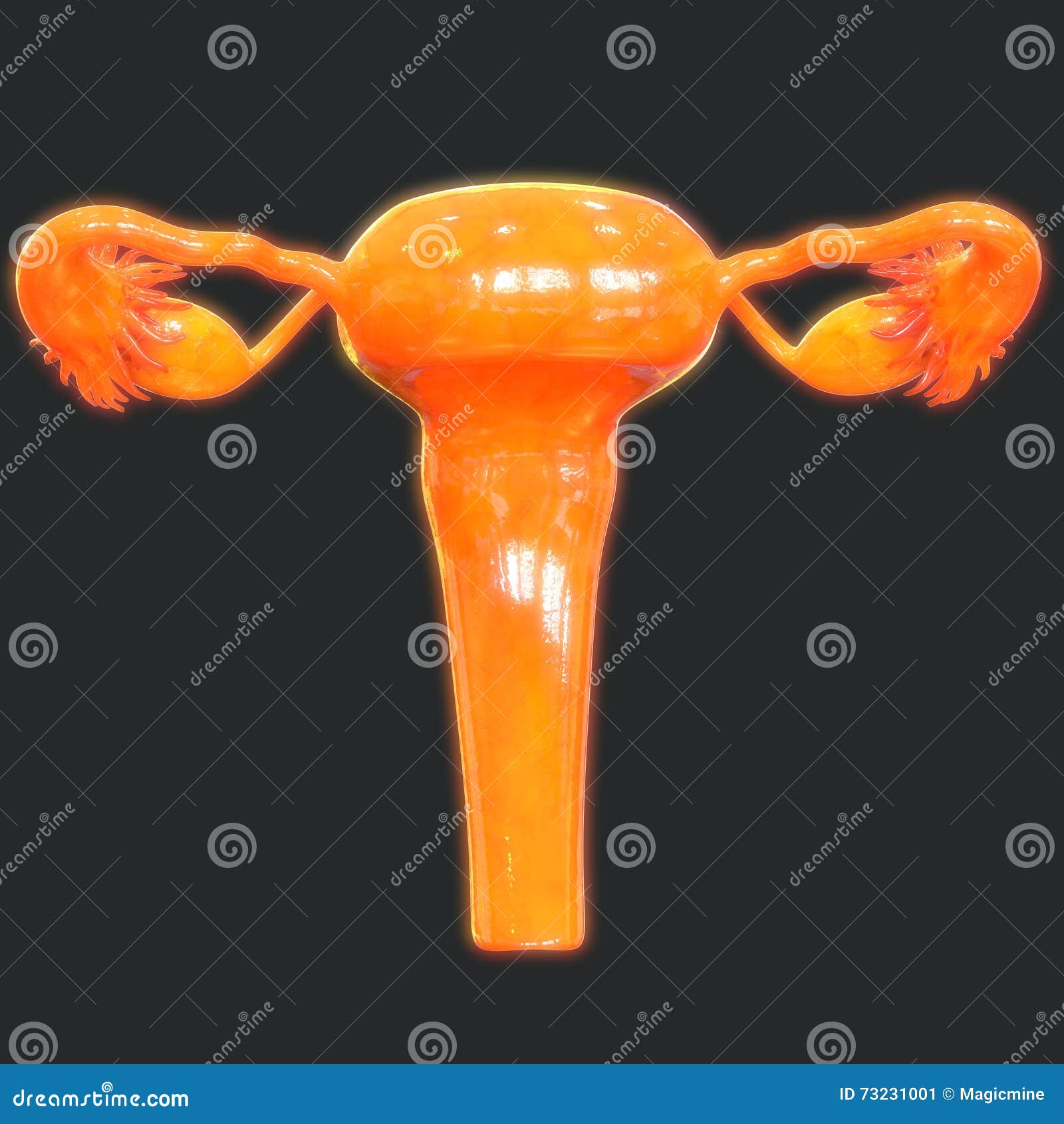 Female Reproductive Anatomy Female Reproductive Anatomy