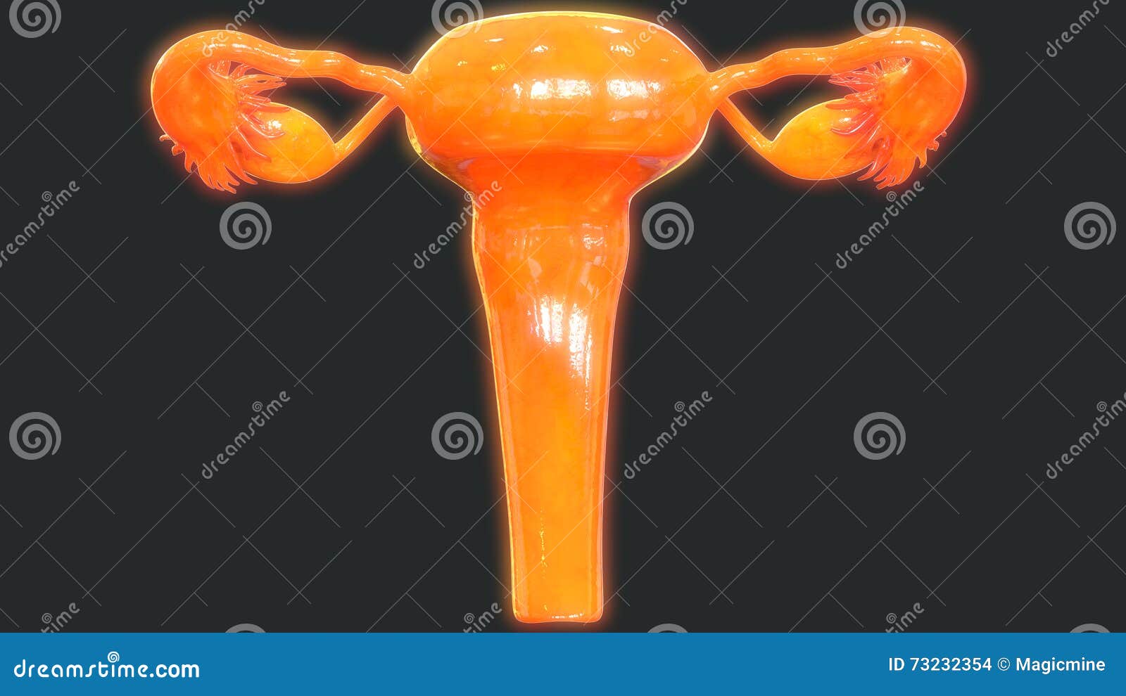 Anatomy Female Reproductive System Cross Section Stock Image