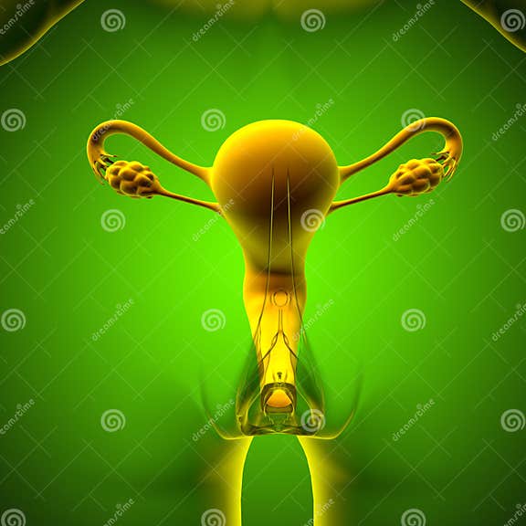 Female Reproductive System Anatomy For Medical Concept 3d Stock