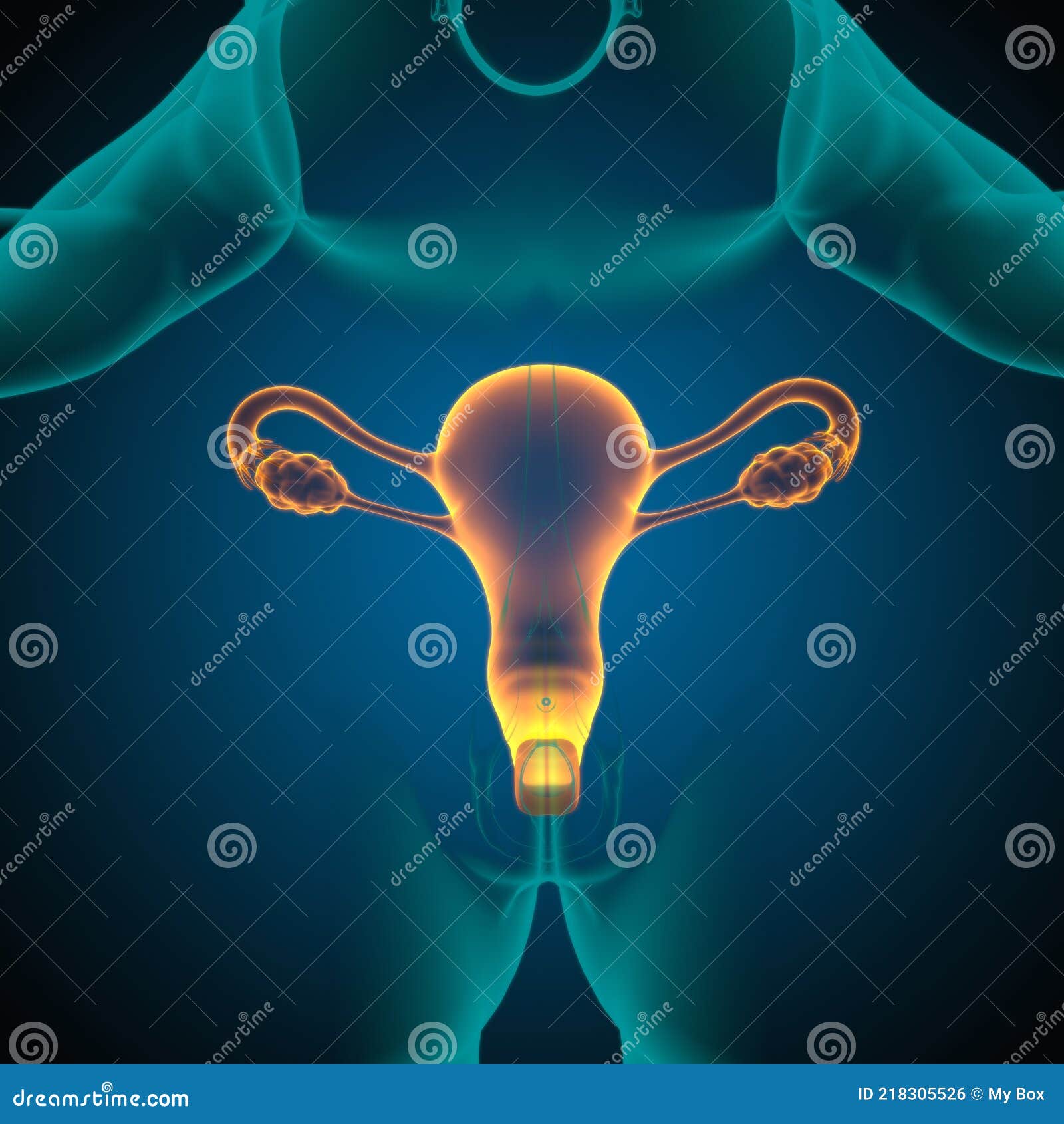 Female Reproductive System Anatomy For Medical Concept 3d Stock