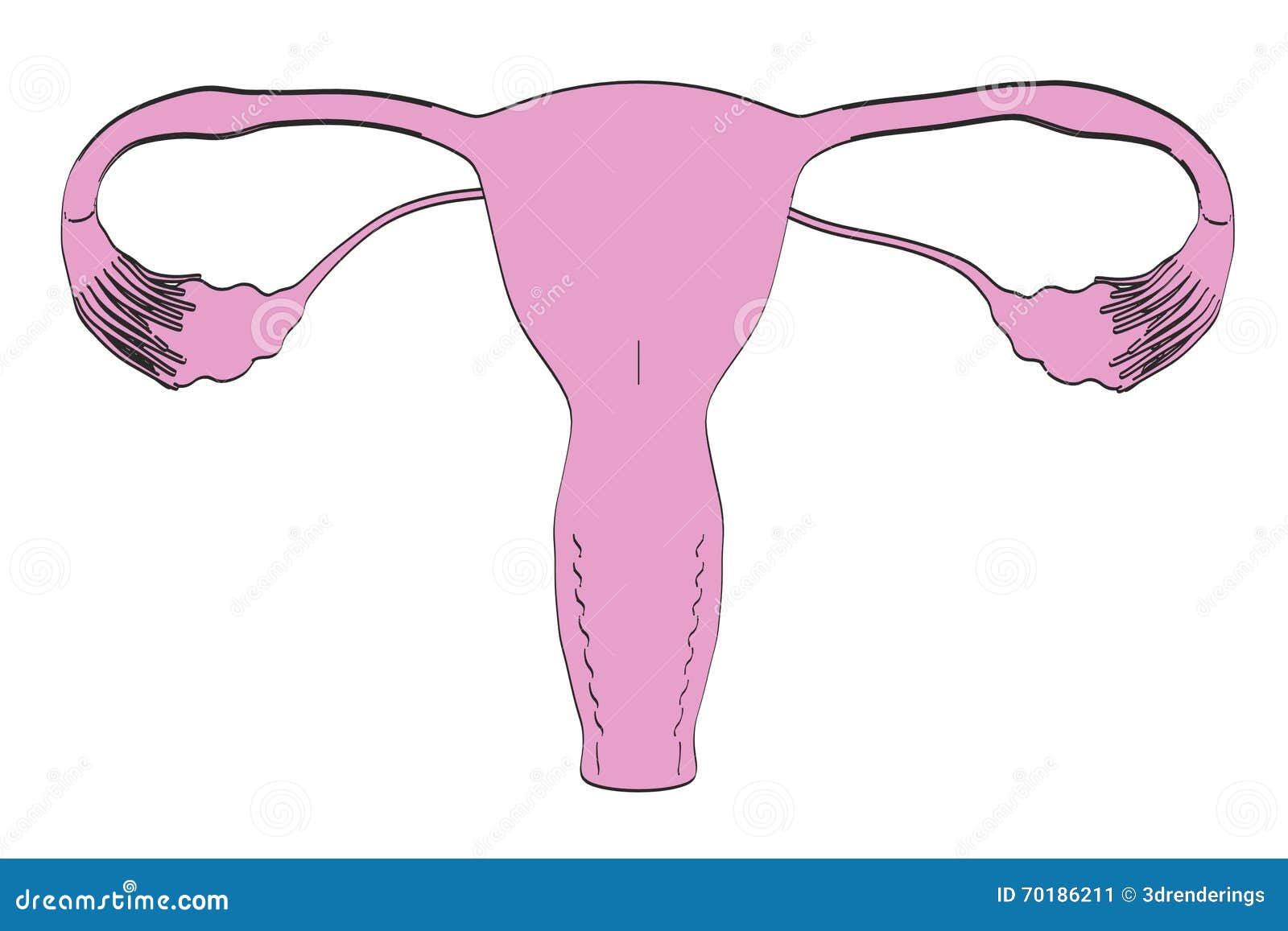 Female reproductive system stock illustration. Illustration of tube ...