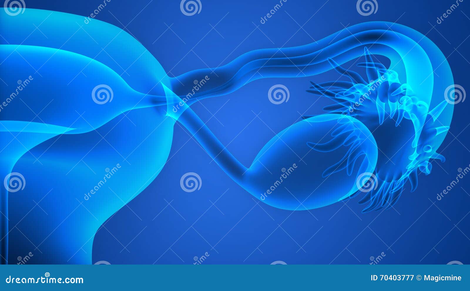 Female Reproductive System Stock Illustration Illustration Of Female