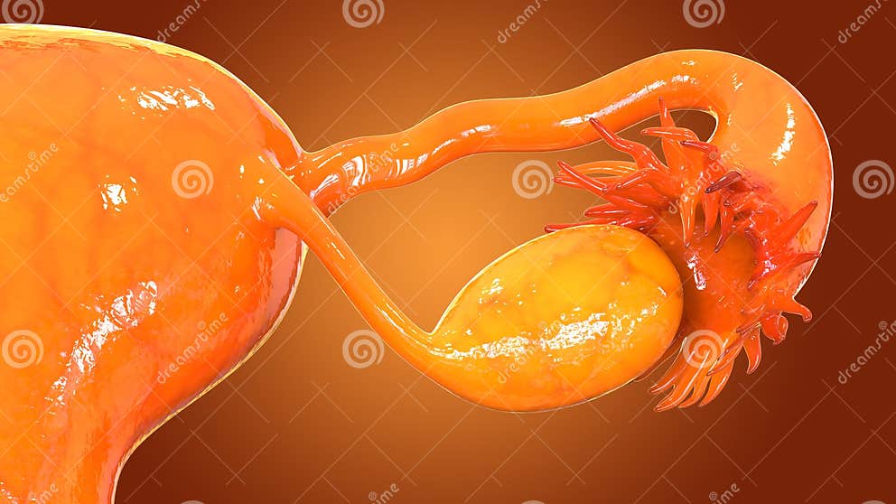 Female Reproductive System Stock Illustration Illustration Of Ovum