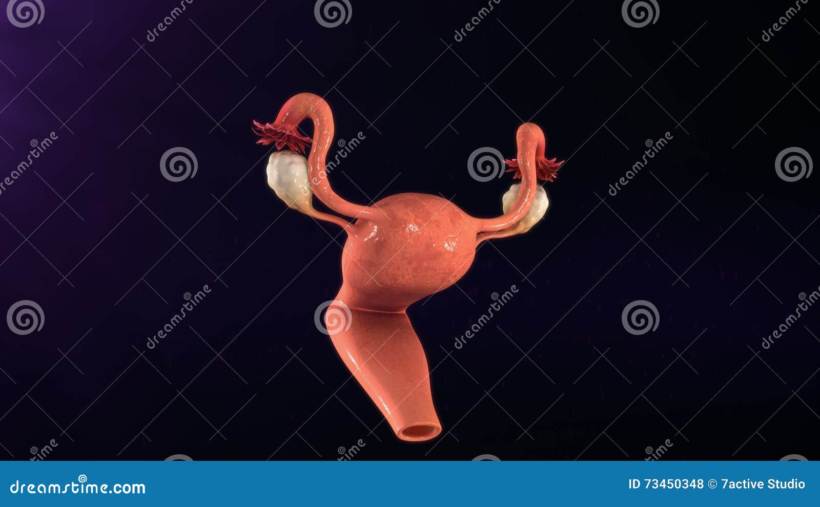 Female reproductive system stock photo. Image of follicles - 73450348