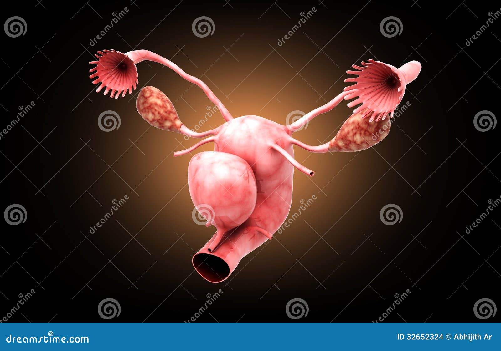 Female reproductive system stock illustration. Illustration of ...