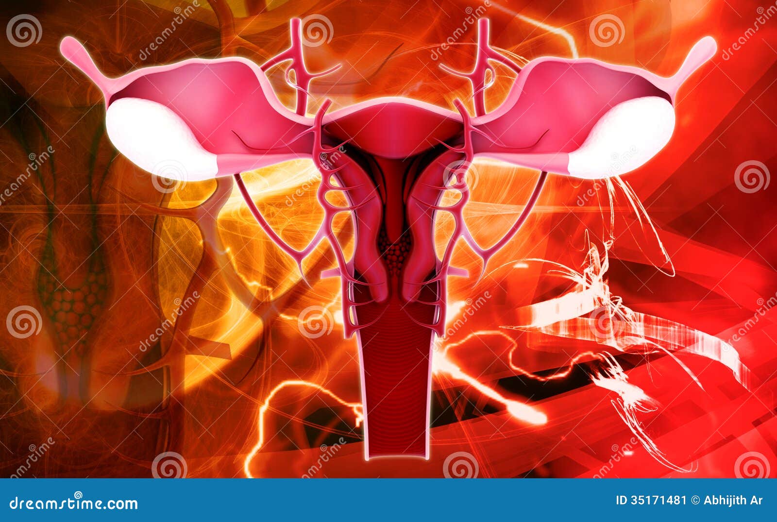 Female reproductive system stock illustration. Illustration of colour ...