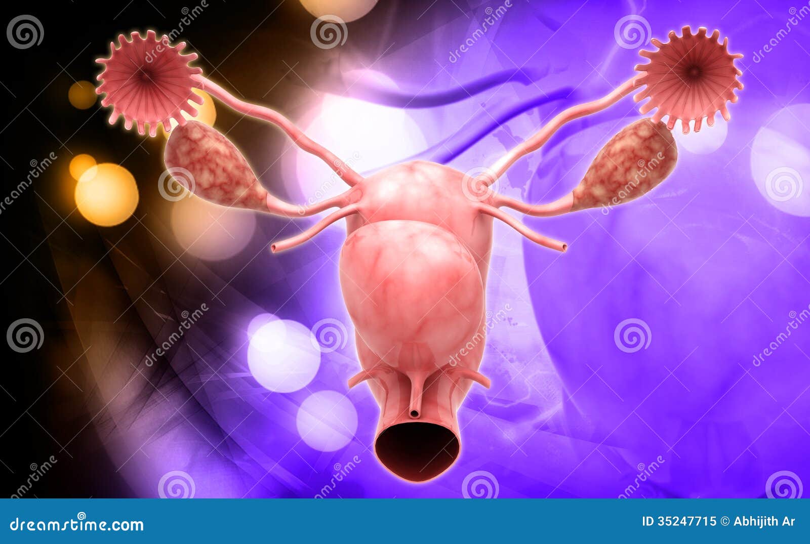 Female reproductive system stock illustration. Illustration of ...
