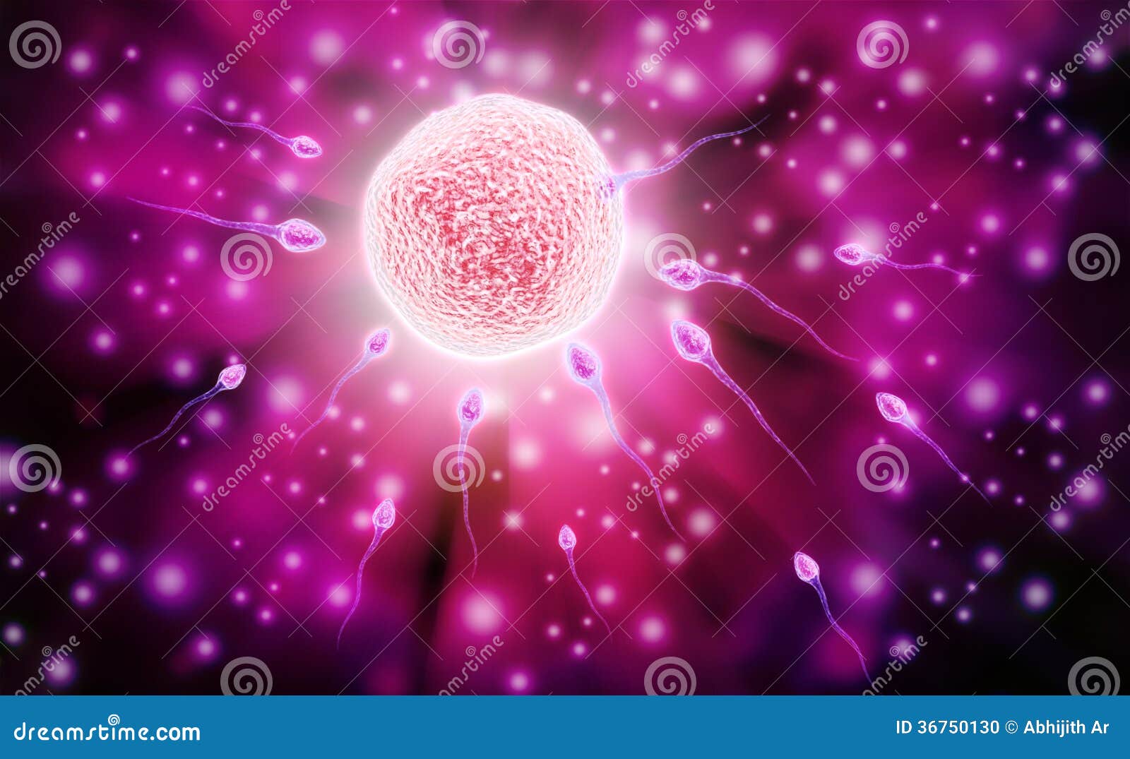 Female reproductive system stock illustration. Illustration of anatomy ...