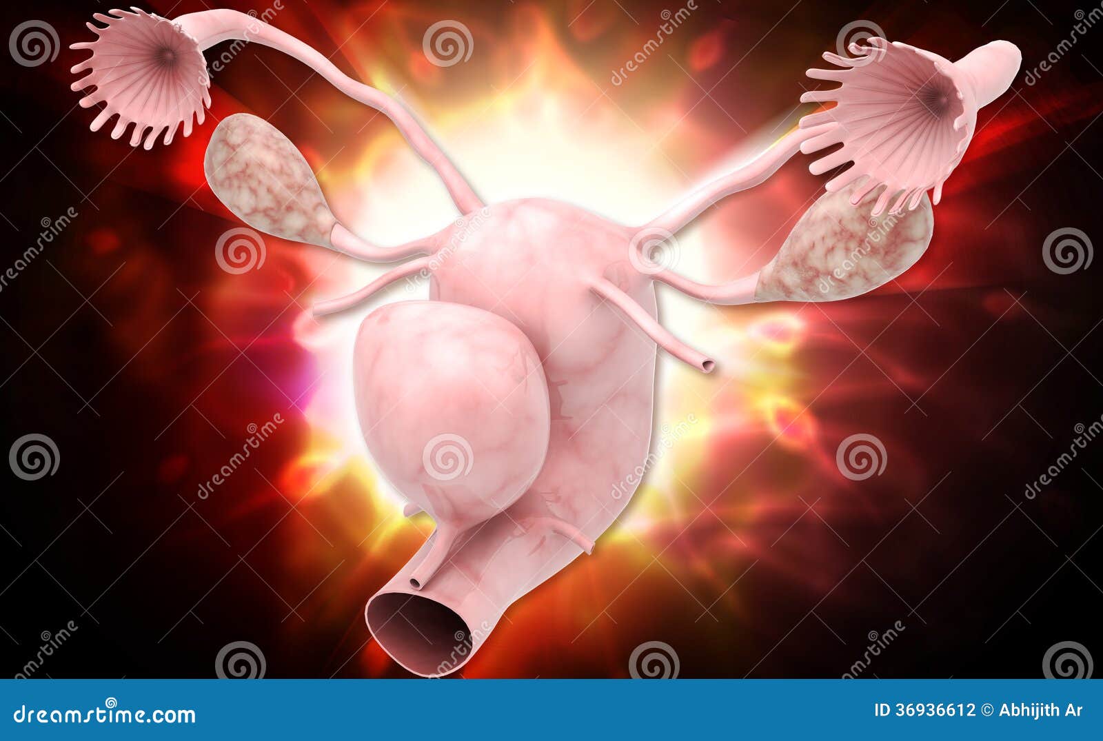 Female reproductive system stock illustration. Illustration of ...
