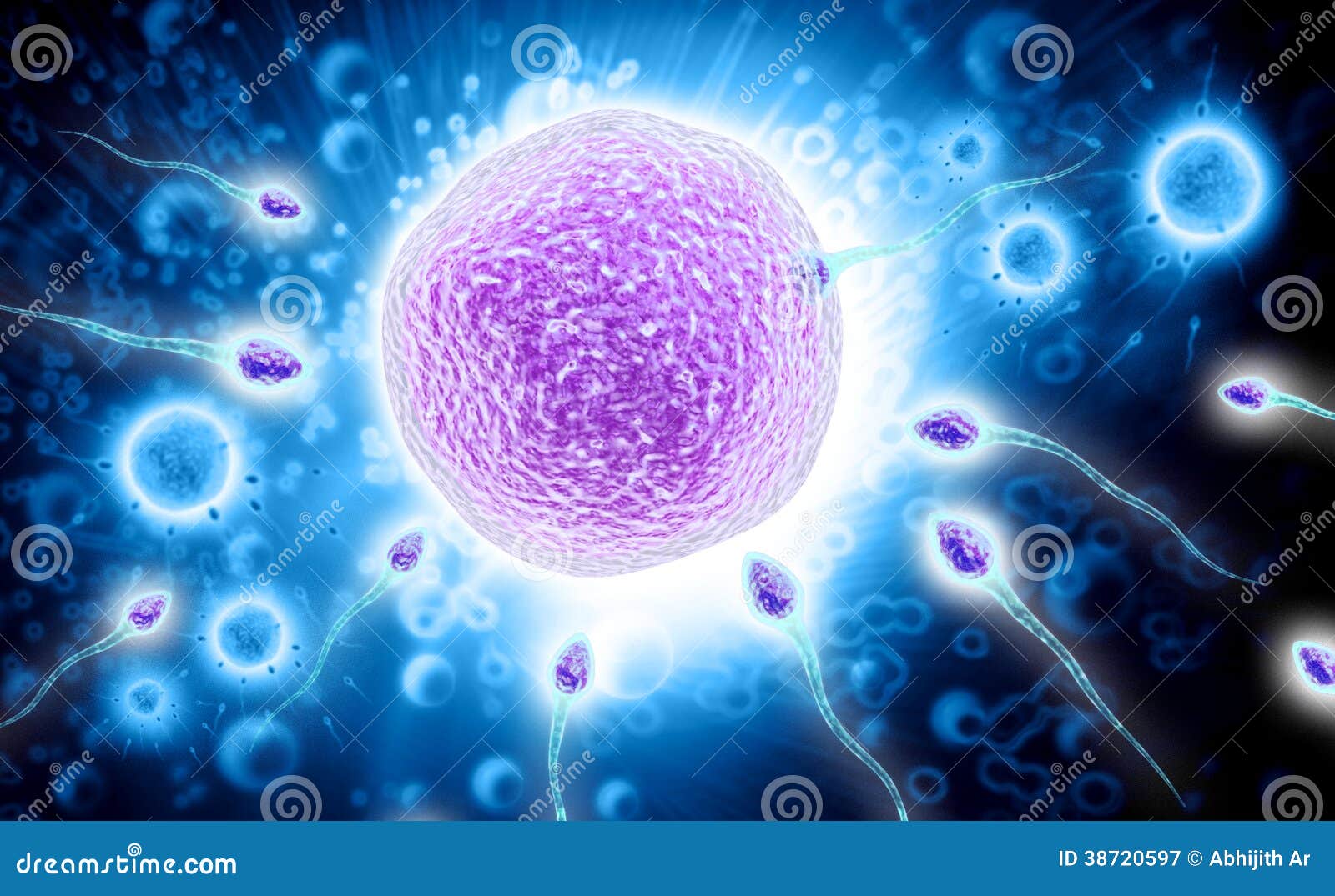 Female reproductive system stock illustration. Illustration of organ ...