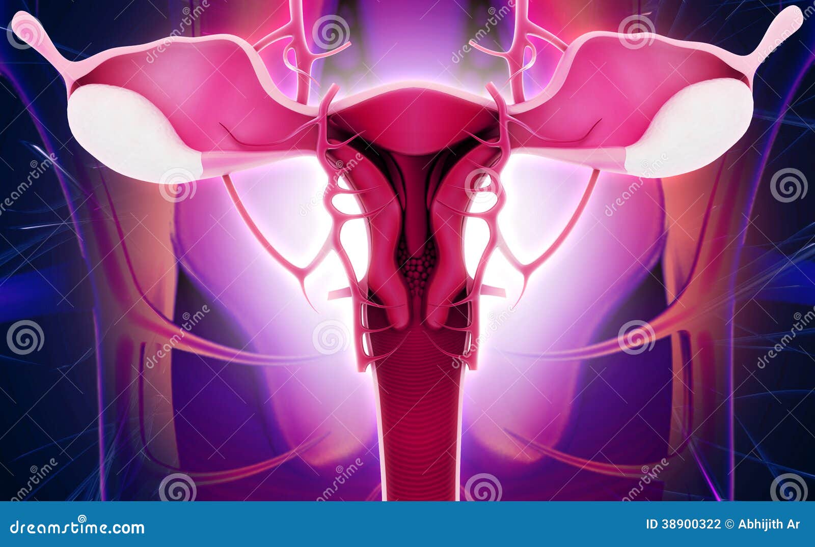 Female Reproductive System Stock Illustration Illustration Of