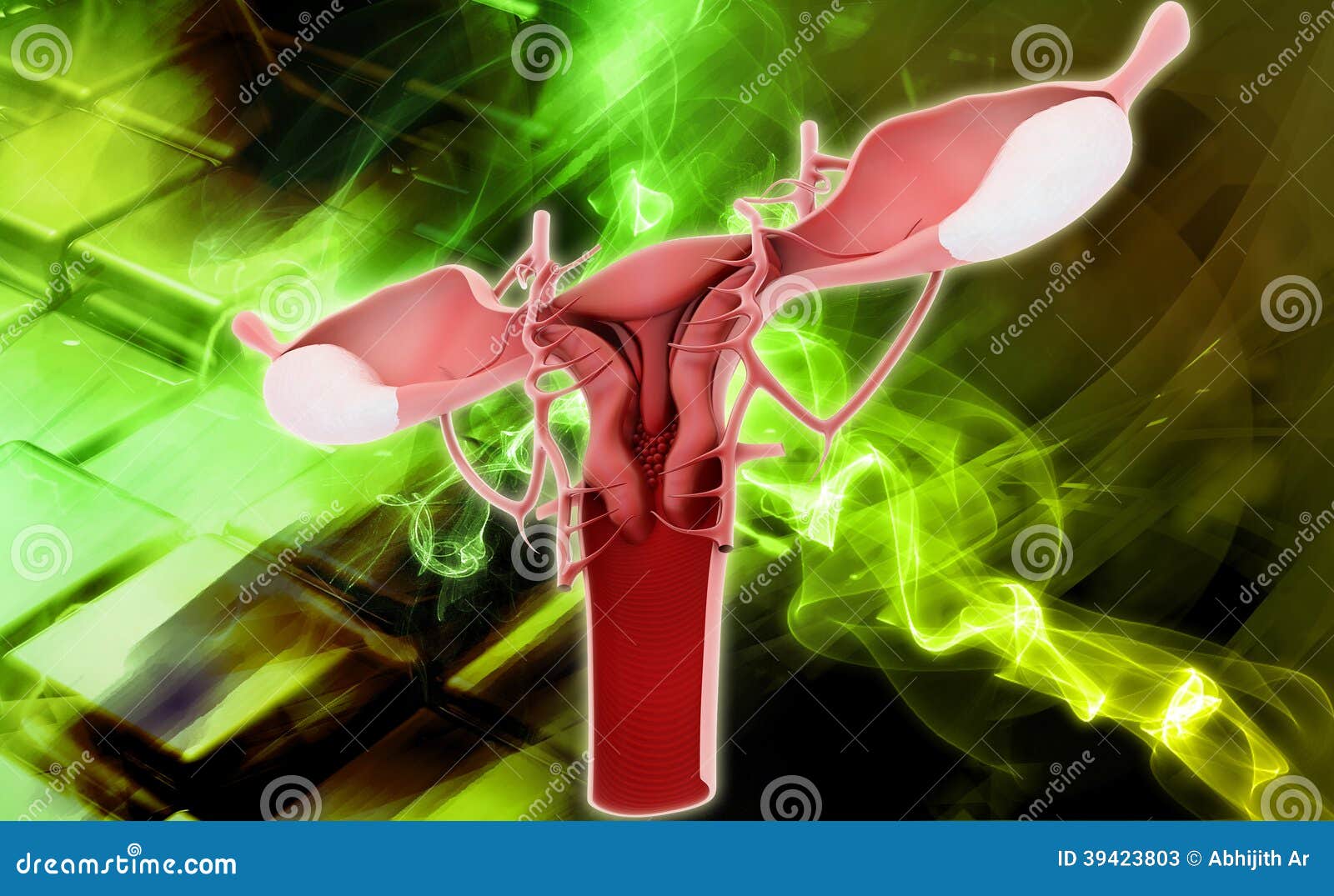 Female reproductive system stock illustration. Illustration of digital ...