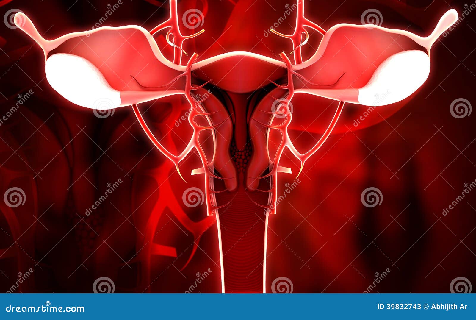 Female reproductive system stock illustration. Illustration of digital ...