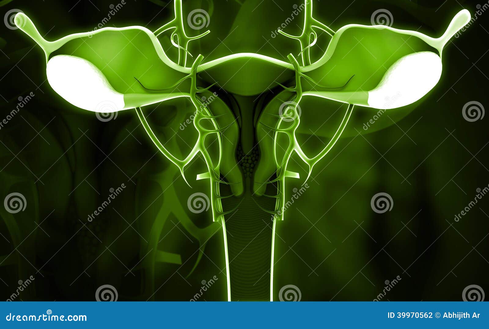 Female reproductive system stock illustration. Illustration of birth ...