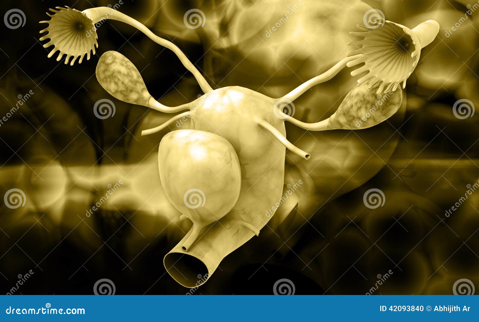 Female reproductive system stock illustration. Illustration of ...