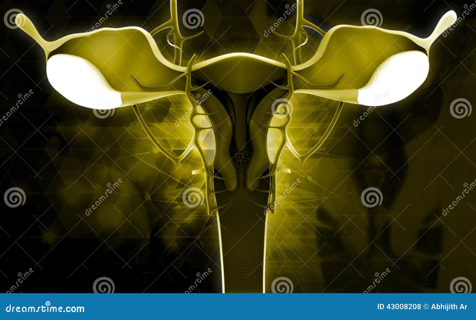 Female reproductive system stock illustration. Illustration of anatomy ...