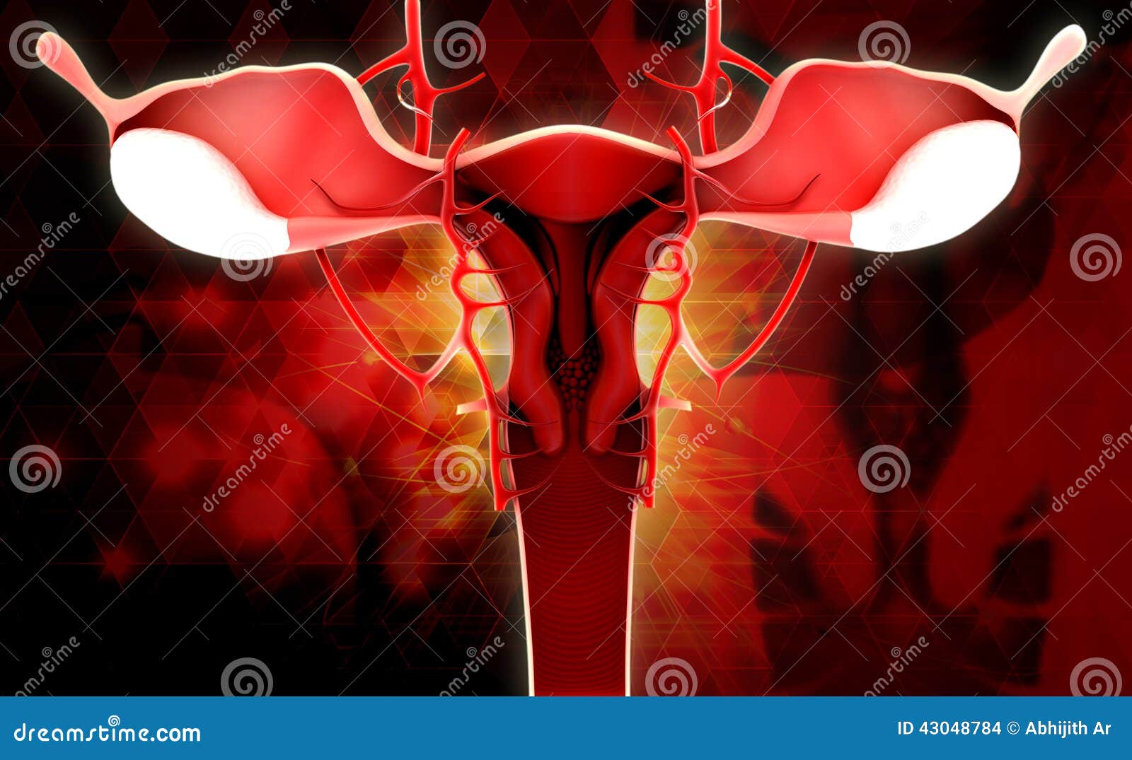 Female reproductive system stock illustration. Illustration of ...