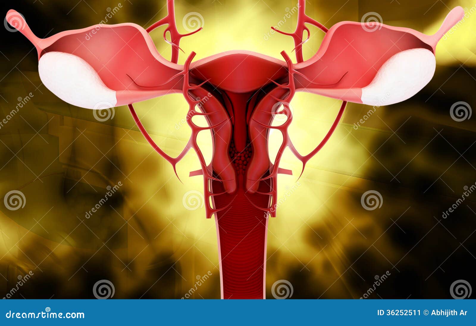 Female reproductive system stock illustration. Illustration of graphics ...