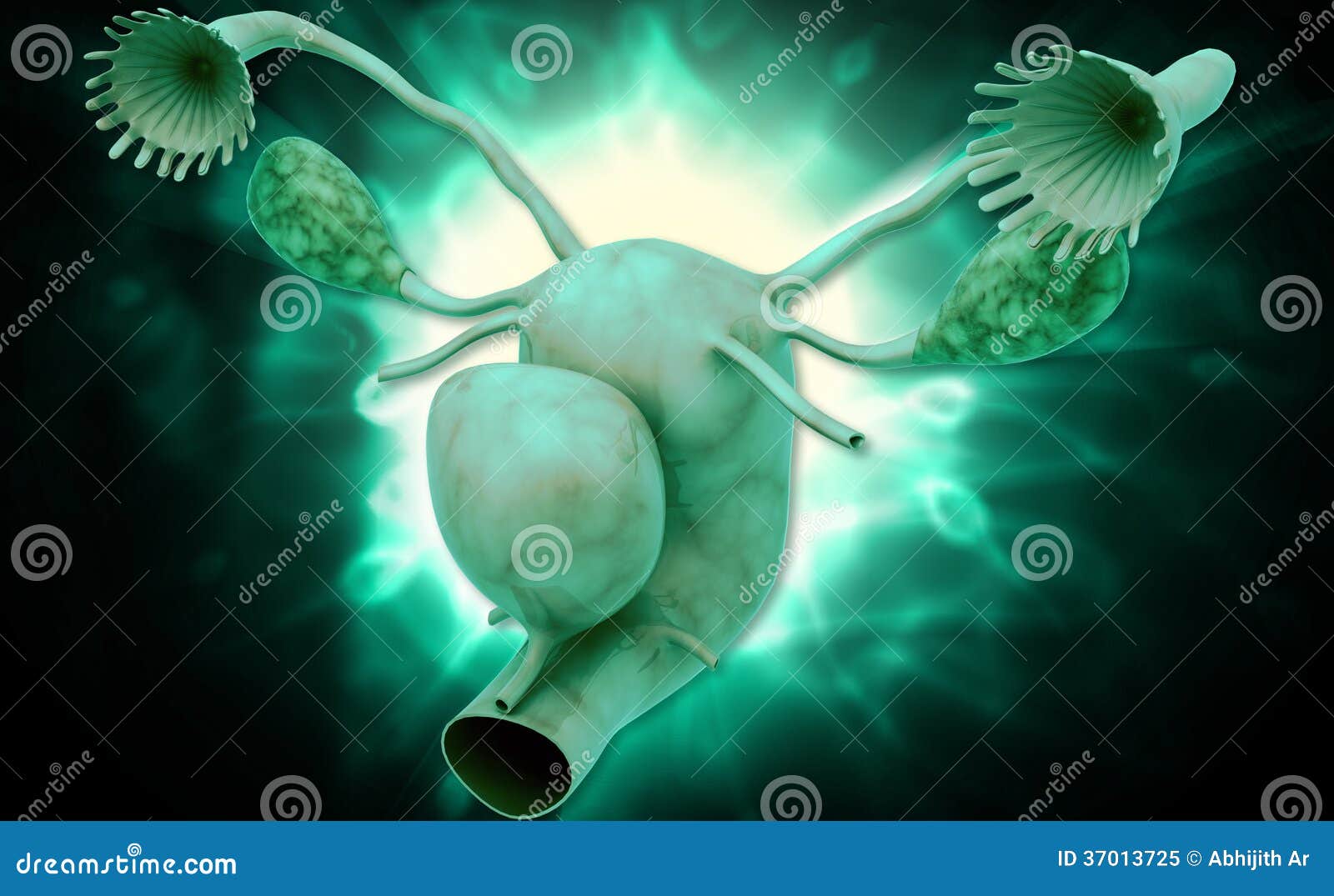 Female reproductive system stock illustration. Illustration of funds ...