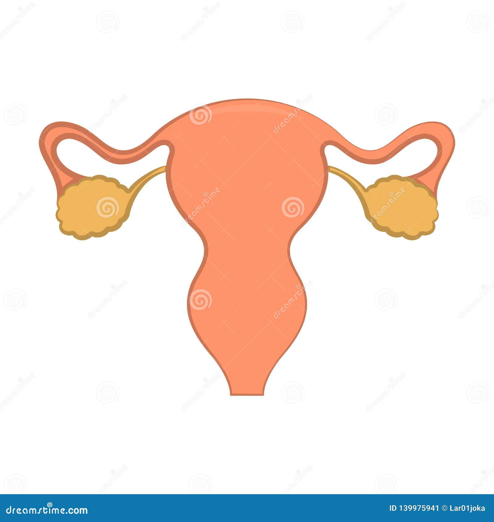 Female Reproductive System Stock Vector Illustration Of Clipart