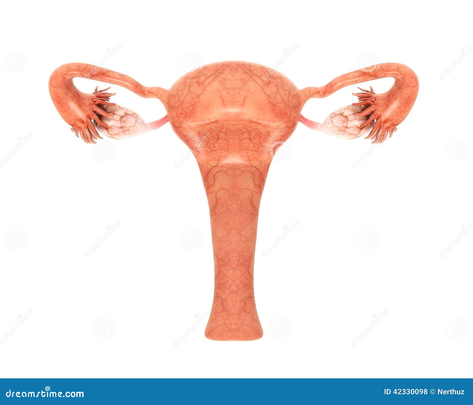 Female Reproductive System Stock Photography | CartoonDealer.com #42330098