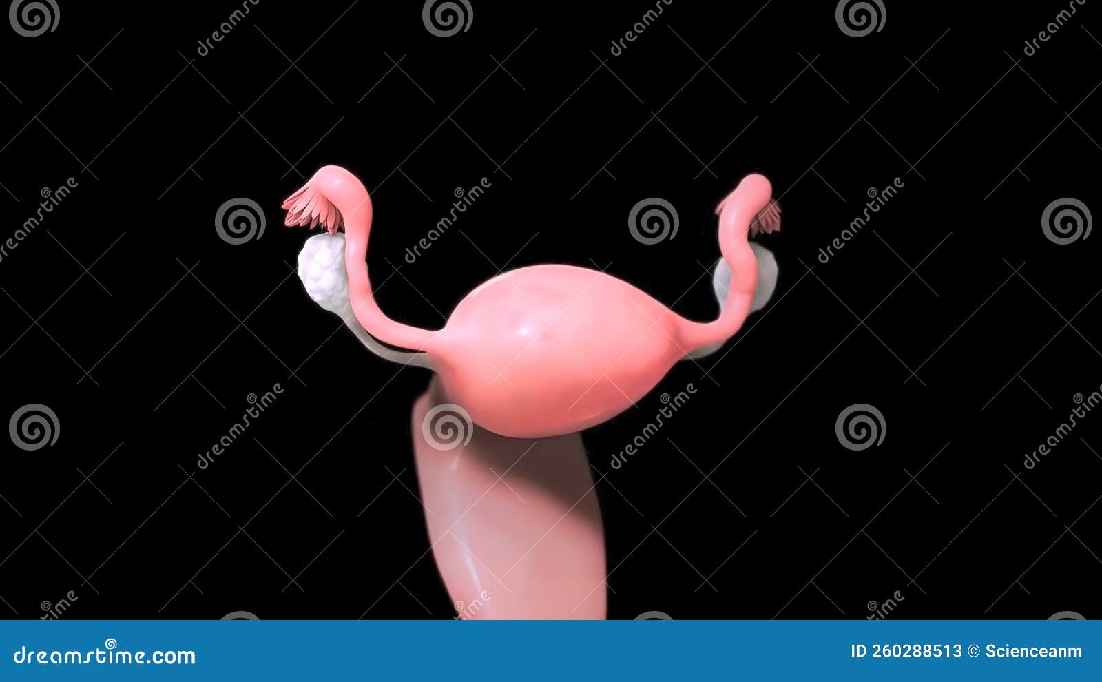Female Reproductive System Anatomy 3d Stock Illustration