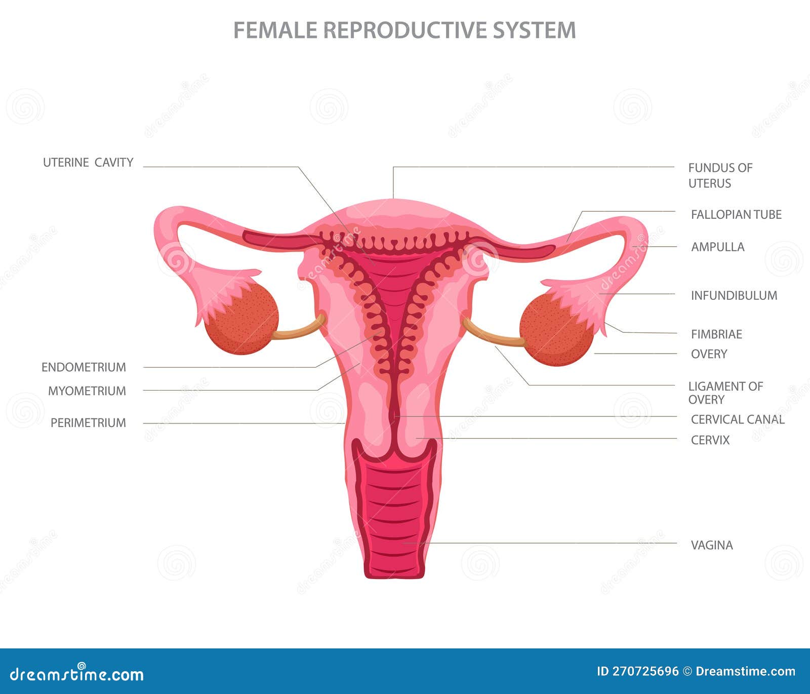 Female Reproductive System With Main Parts Stock Vector Illustration