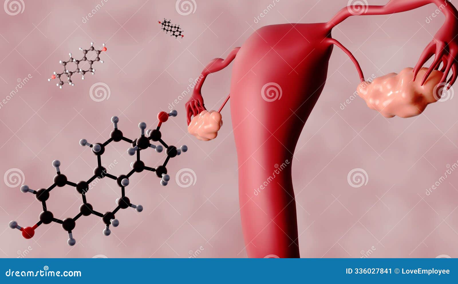 A Female Reproductive System with Molecular Structures of Estradiol ...