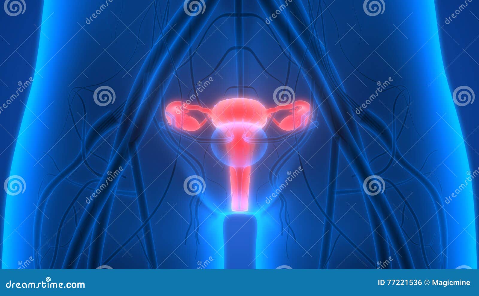 Female Reproductive System with Nervous System and Urinary Bladder ...