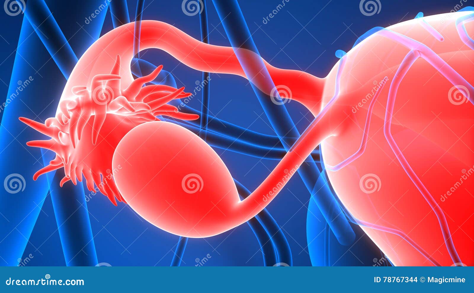 Female Reproductive System With Nervous System And Urinary Bladder ...