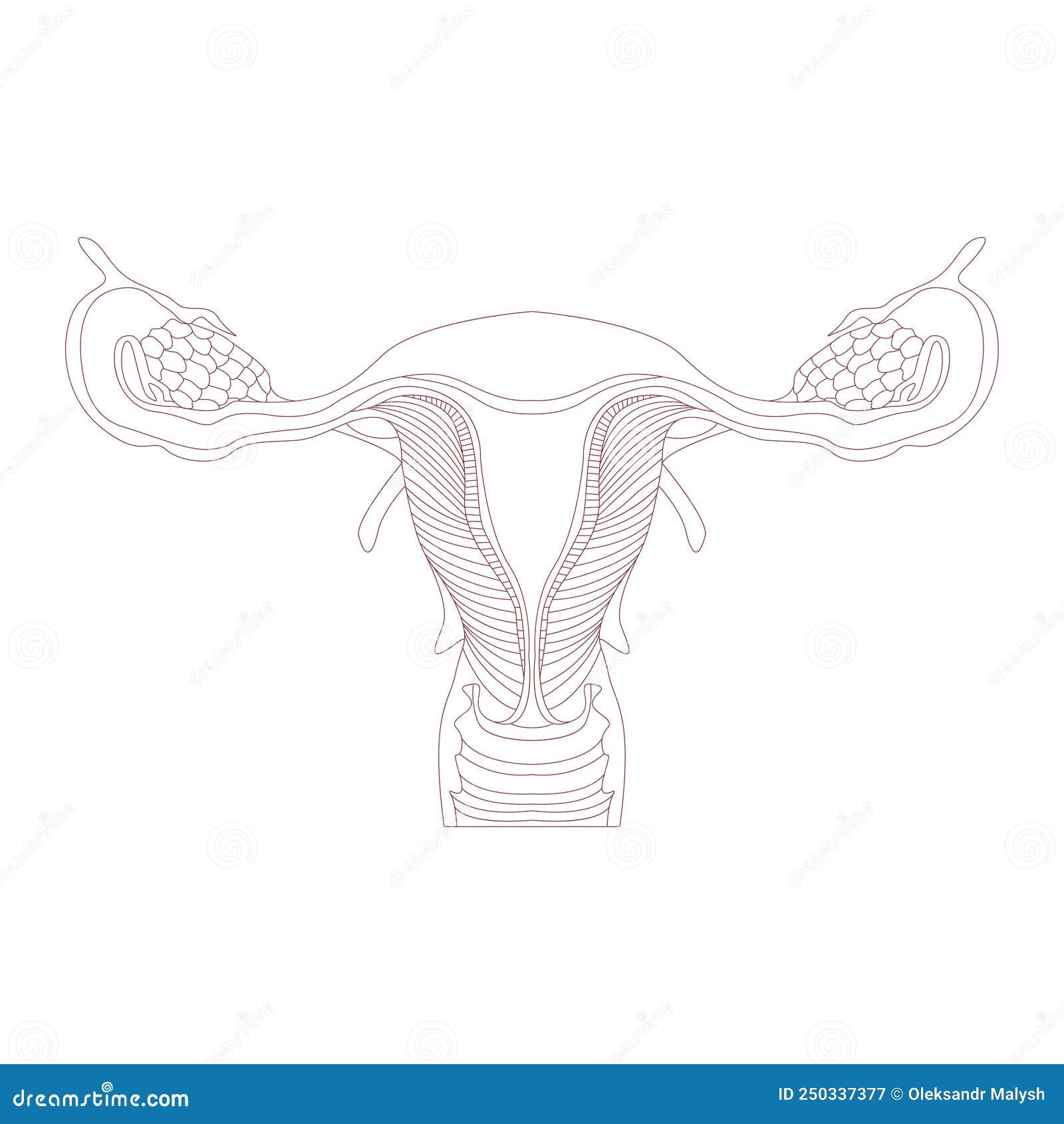 Female Reproductive System Vector Illustration Design Isolated Stock