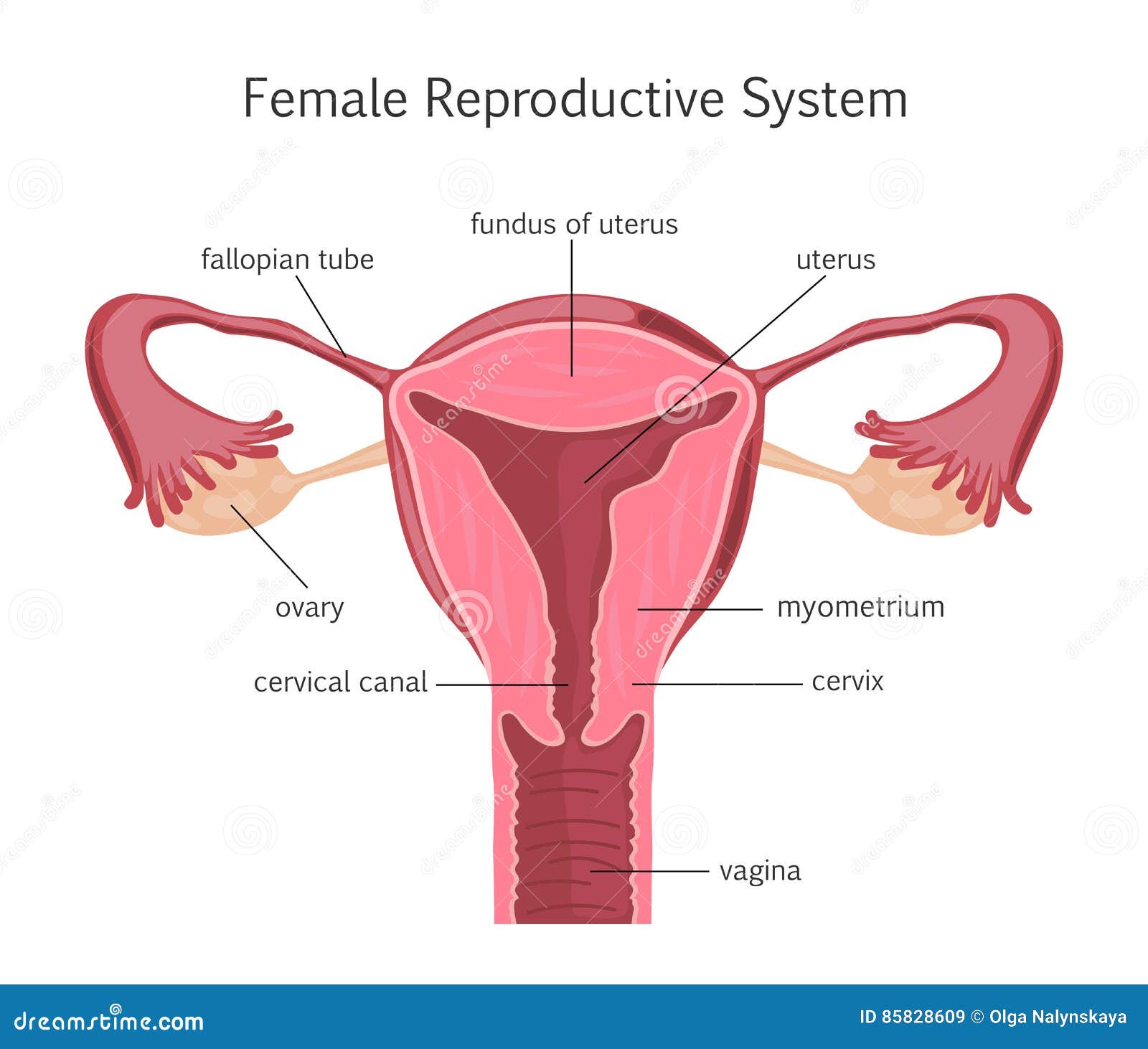 Female Reproductive System Stock Vector Illustration Of Human 85828609