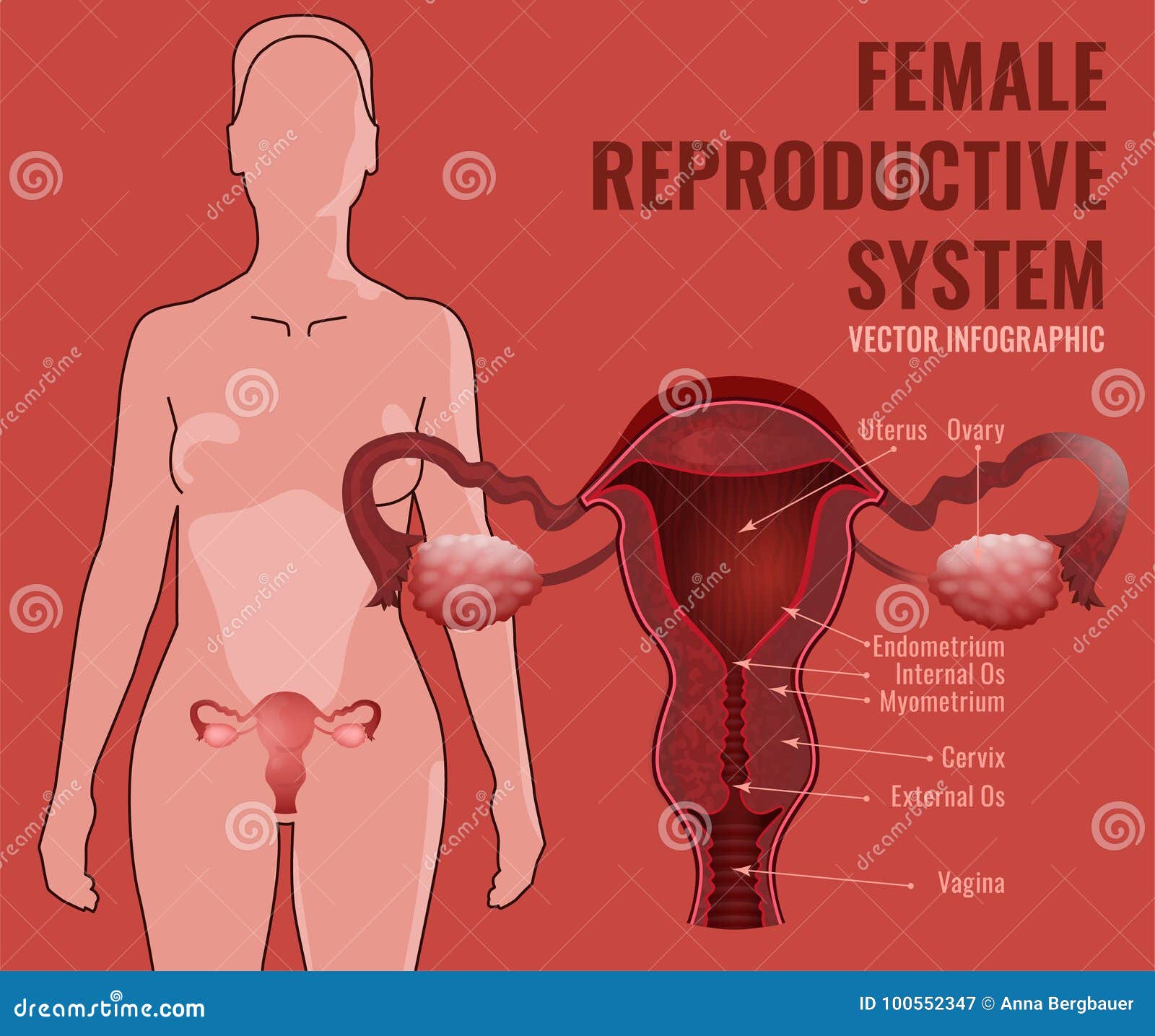 Female Reproductive System Stock Vector Illustration Of Diagram