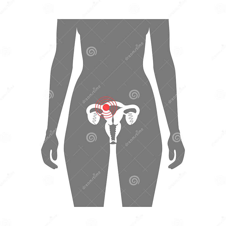 Female Reproductive System Stock Vector Illustration Of Object 139749151