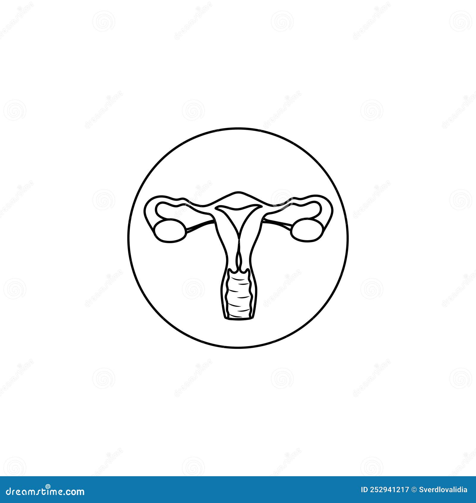 Female Reproductive System Woman Organs Stock Vector Illustration Of