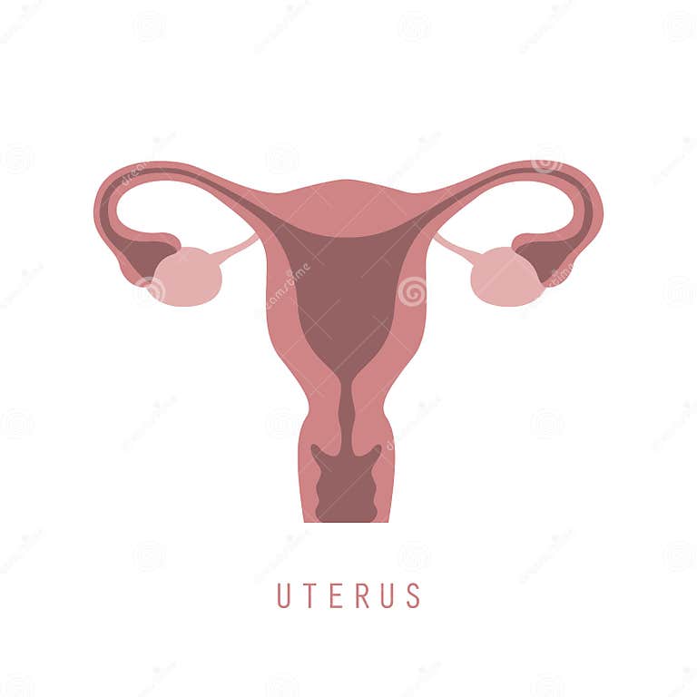 Female Reproductive System Women Uterus Ovary Icon Stock Vector
