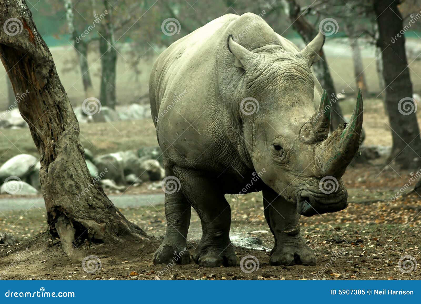 A female rhino stock image. Image of endangered, heavyweight - 6907385