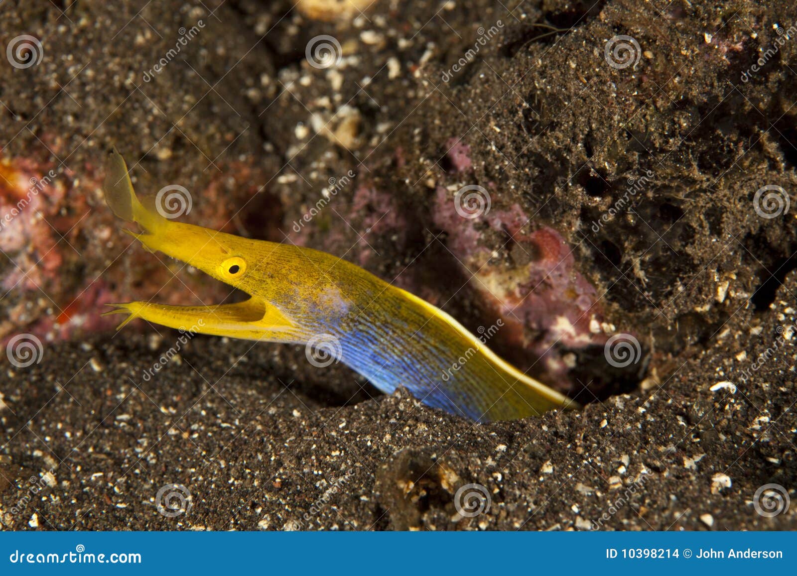 Female ribbon eel stock photo. Image of sand, underwater - 10398214