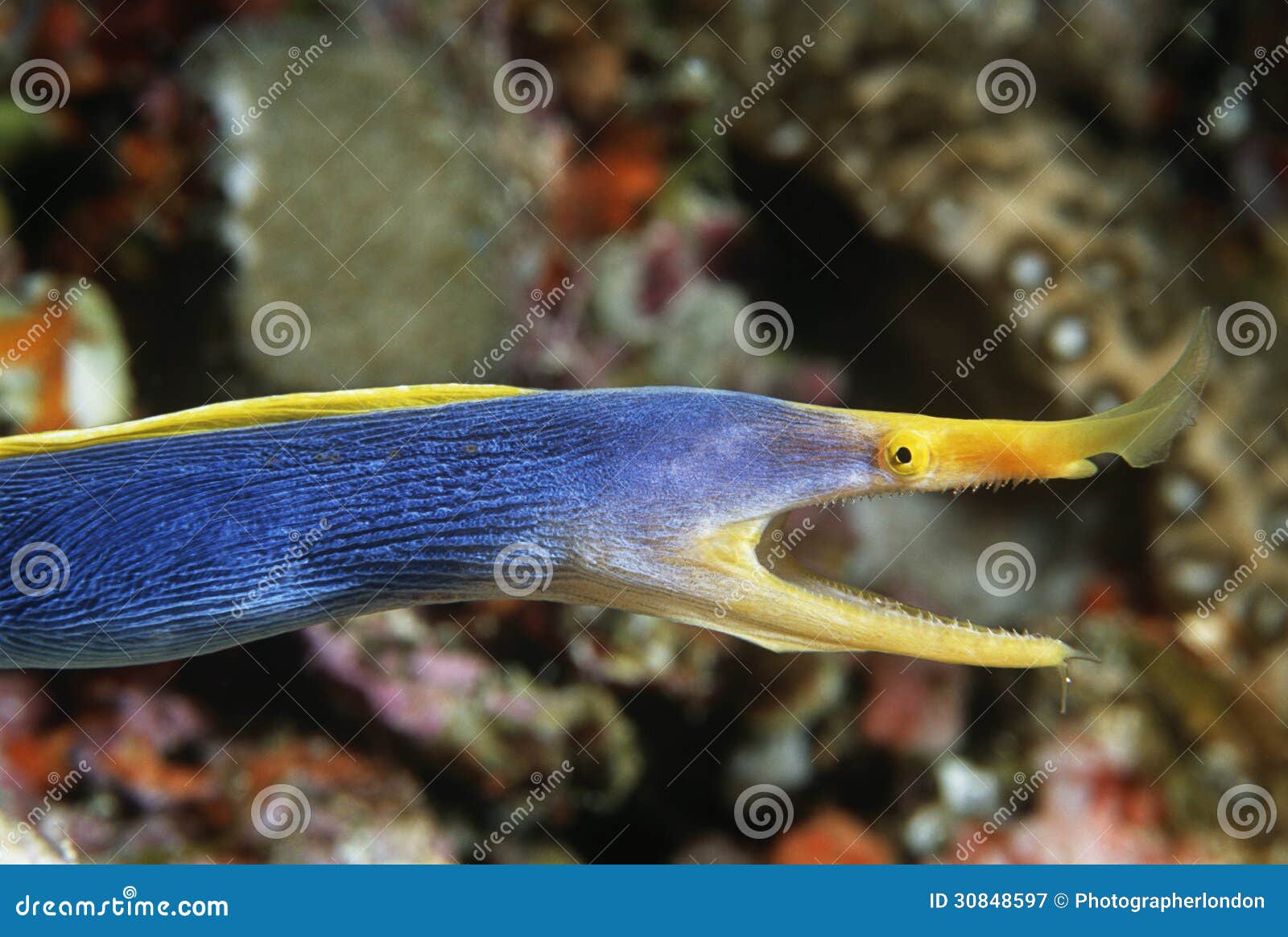 Eel Side View
