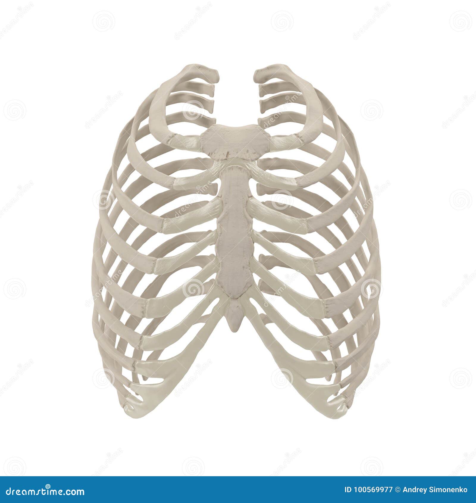 Female Ribcage Skeleton on White. Front View. 3D Illustration Stock ...