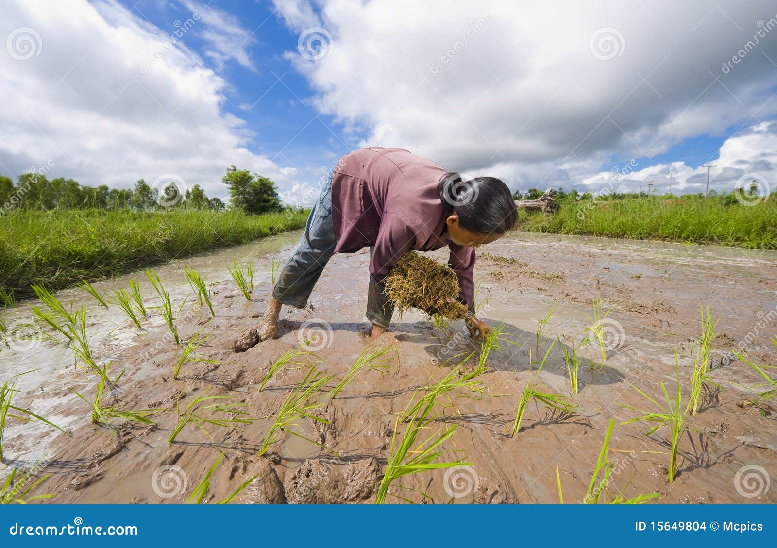 Female Rice Farmer in Thailand Stock Photo - Image of agricultural ...