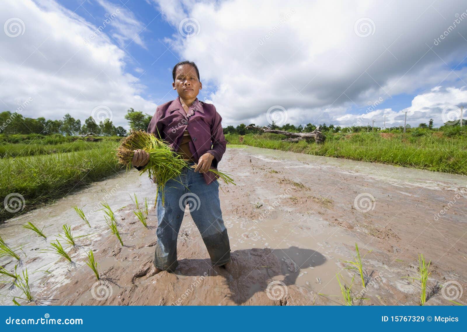 Female Rice Farmer in Thailand Stock Image - Image of growth, harvest ...
