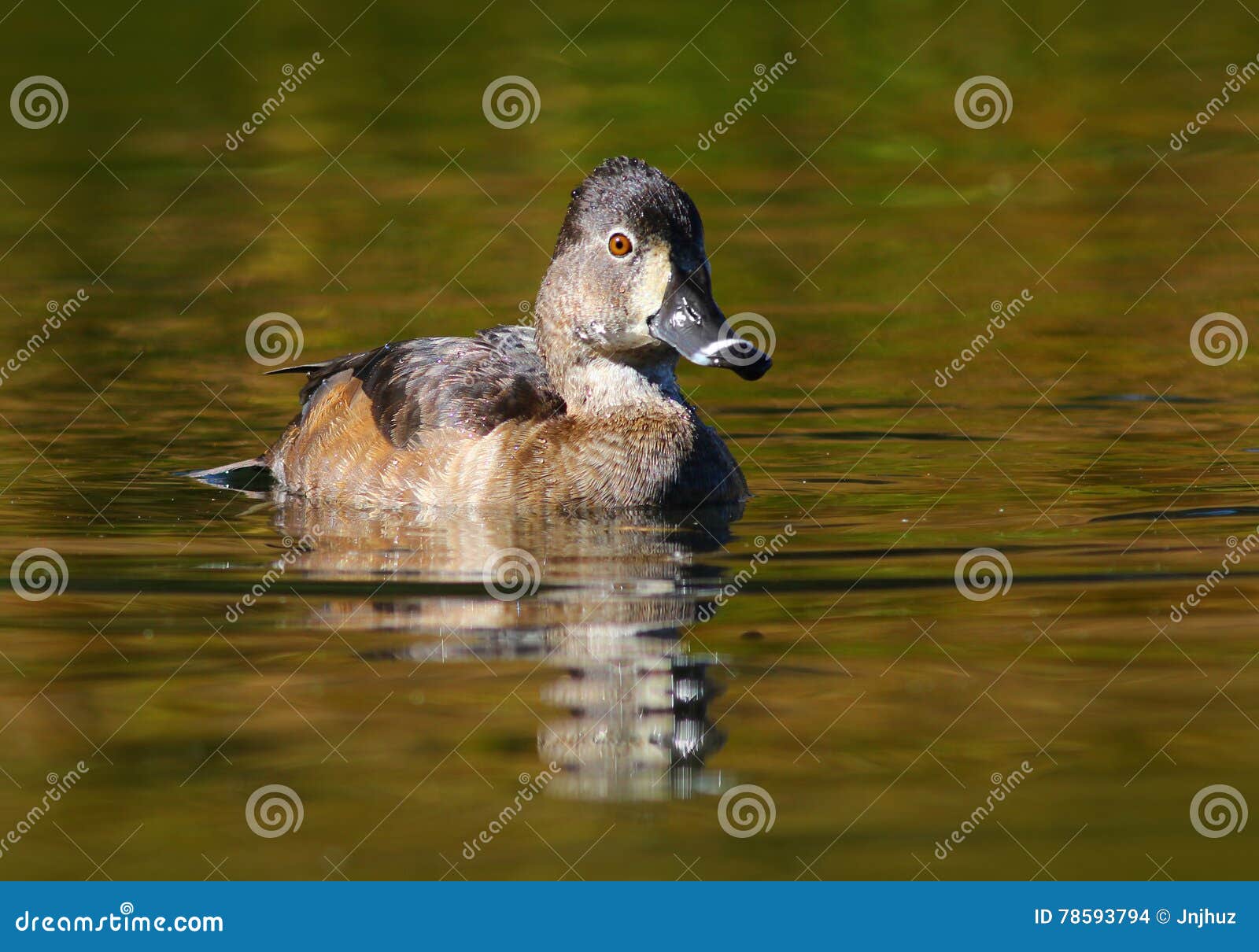 Female Ring-Necked Duck stock photo. Image of aythya - 78593794