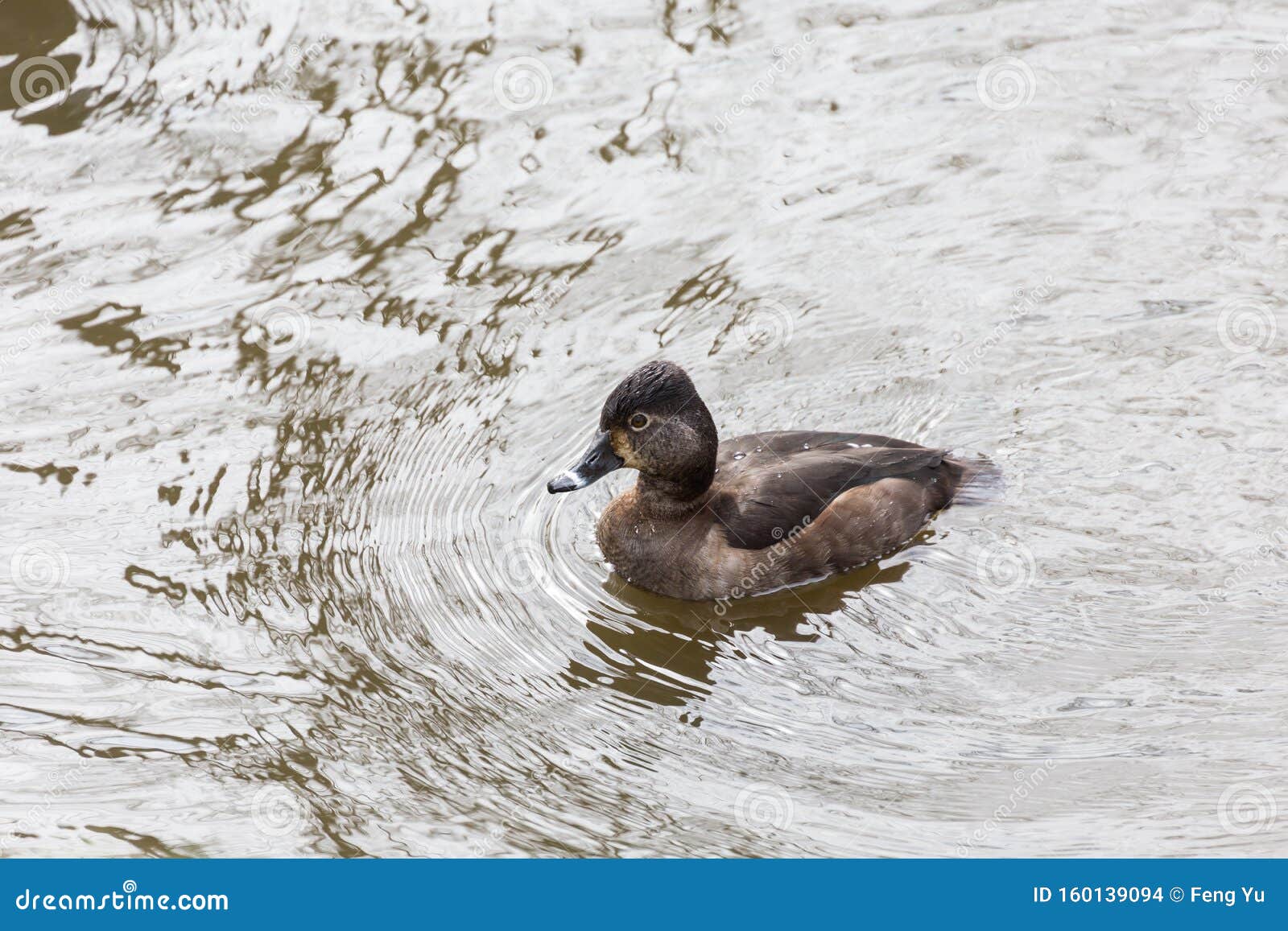Female Ring necked Duck stock photo. Image of birding - 160139094