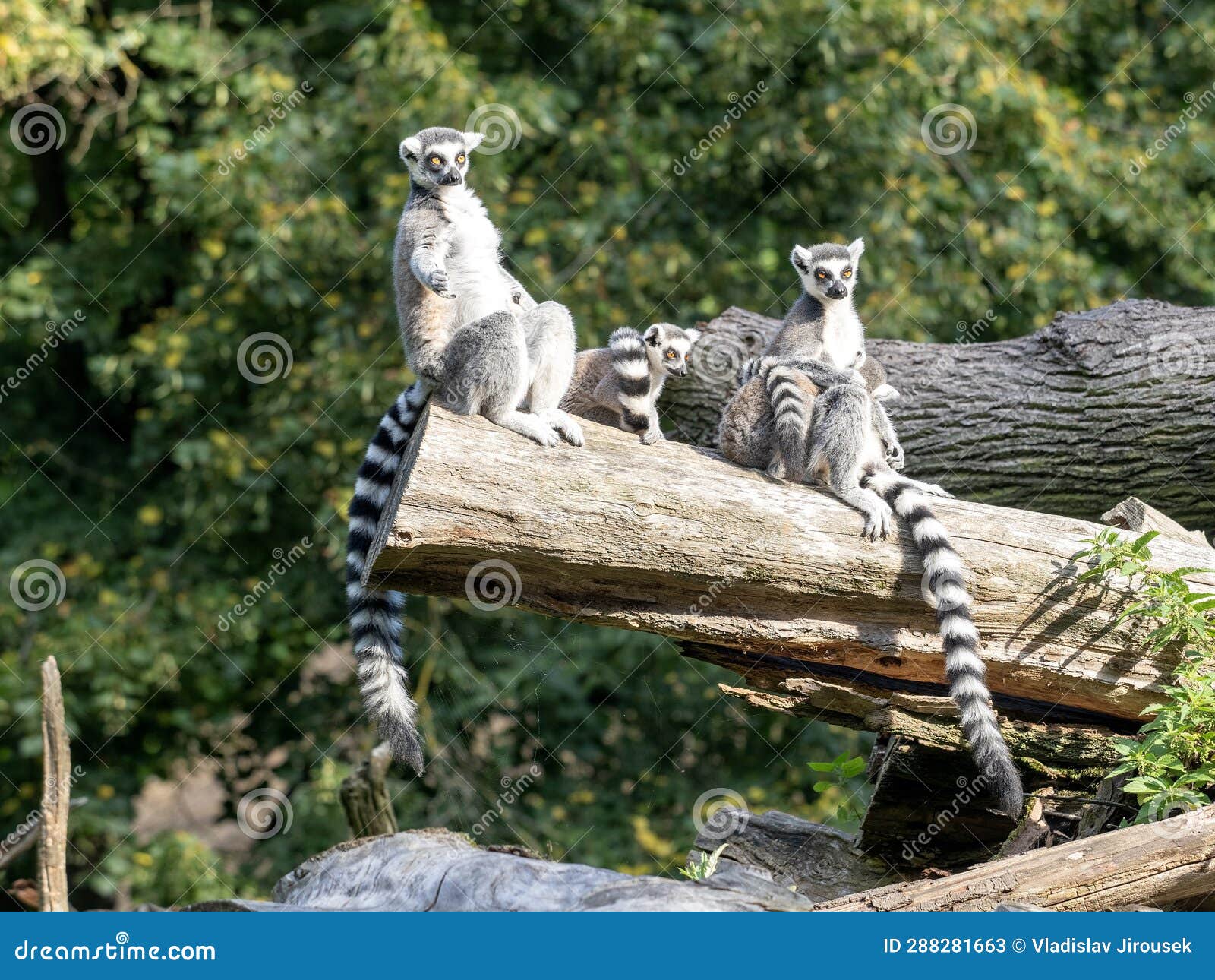 Female Ring-tailed Lemur, Lemur Catta, with Her Young Sits on a Massive ...