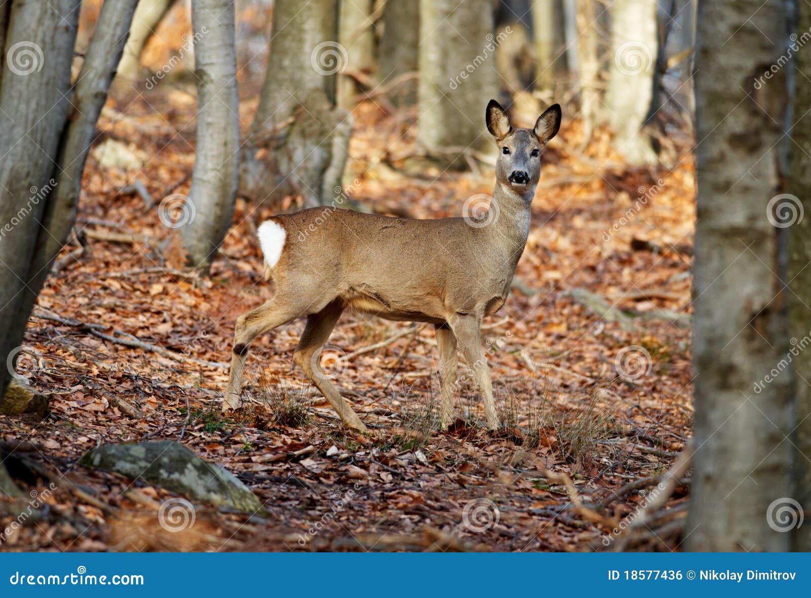 Female roe deer stock photo. Image of wild, wildlife - 18577436